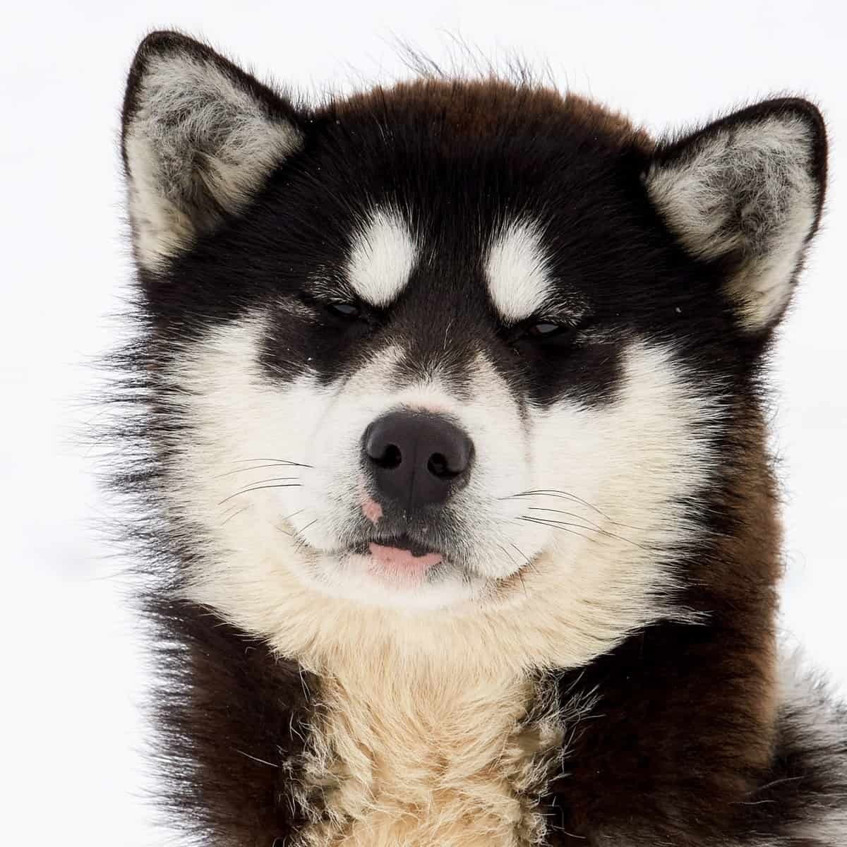 Dog Sledding in Nunavut | Altitude Sports